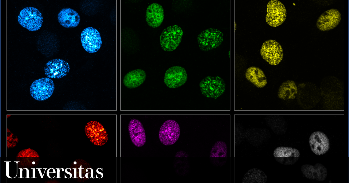 Stitch by stitch, cell by cell, back from Denmark into a Czech lab